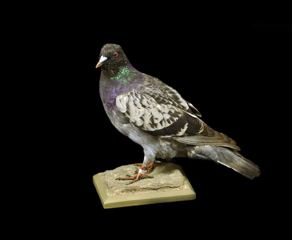 Winkie — National Museum of the Royal New Zealand Navy